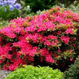 Acquista Azalea Japonica Red su Plantazon.it