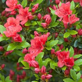 Acquista Rhododendron Geisha Orange su Plantazon.it