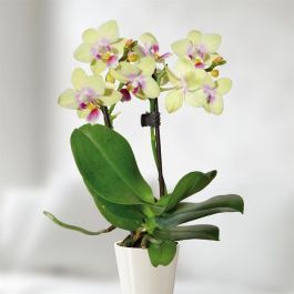 Phalaenopsis Mini: Orchidea Elegante per la Casa e il Giardino su ...