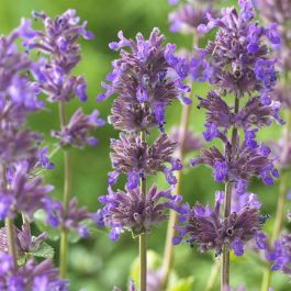 Acquista Nepeta Racemosa Grog su Plantazon.it