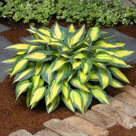 Hosta Magic Island: il tocco di magia per il tuo giardino