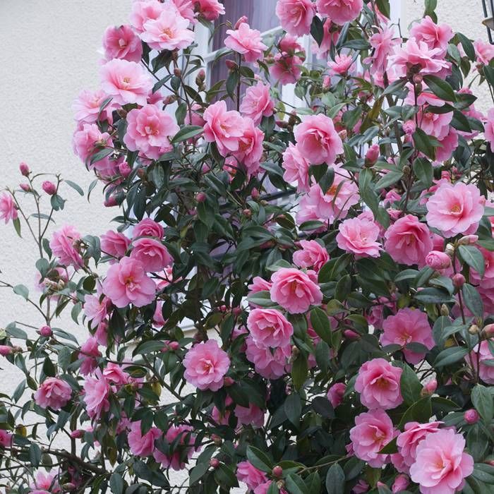 Camellia giapponese rosa 15cm - Acquista su Plantazon.it